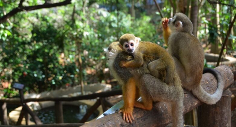 Amber Cove Monkey Excursion | Puerto Plata DR